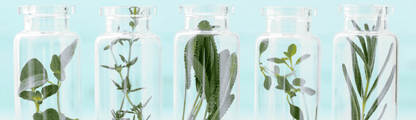 Five Amazing Essential Oils for Flawless Skin – Moroccan Magic